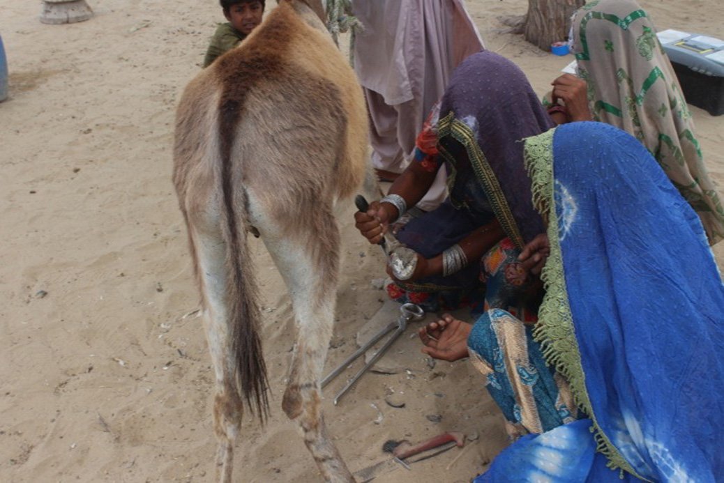 Transforming Lives Through Equine Welfare: Sehjan’s Inspiring Journey ...